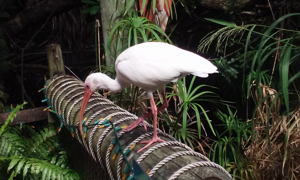 An Ibis and a Splash of Color – Enjoy the Outdoors. Love the Planet.