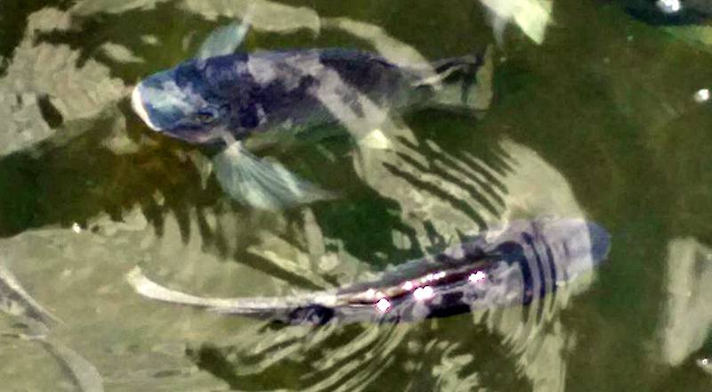 Fave Fotos: Two Fish Friends – Enjoy the Outdoors. Love the Planet.