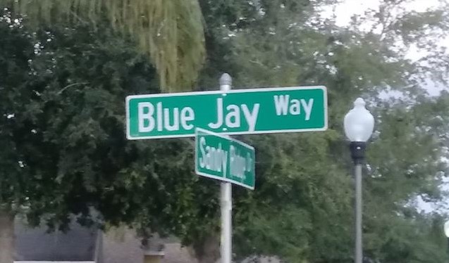 Strolling Down Blue Jay Way – Enjoy the Outdoors. Love the Planet.